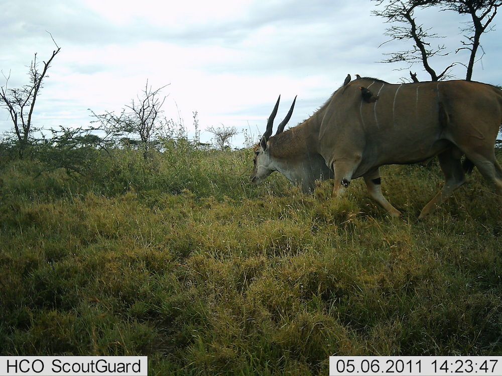 Photos: Wild Animals of the Serengeti | Live Science