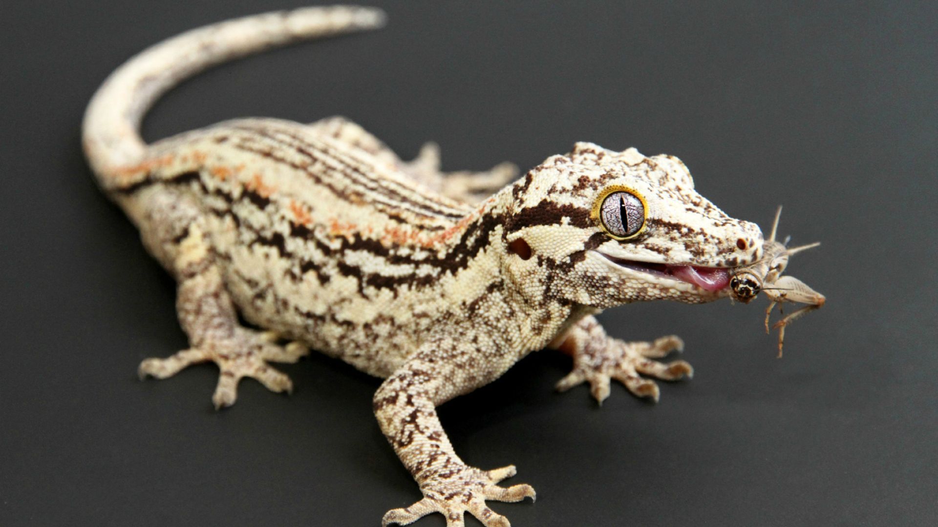 32 different types of reptile you can keep as a pet | PetsRadar