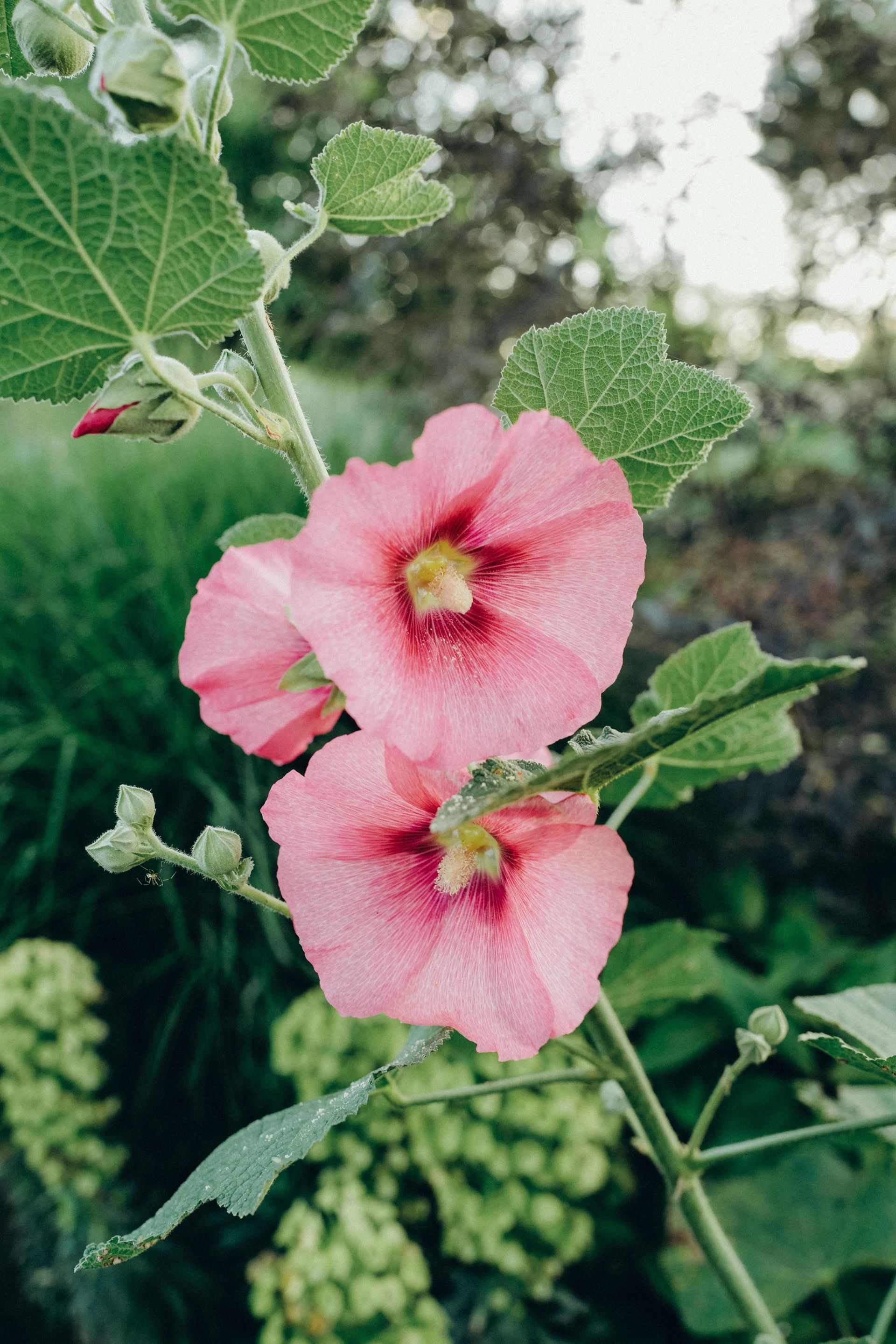 Try this solution for rust in hollyhocks – without overloading the ...