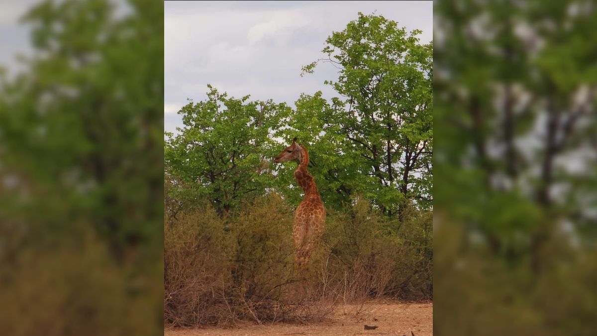 Severely injured giraffe with 'very twisted' zigzag neck spotted in ...