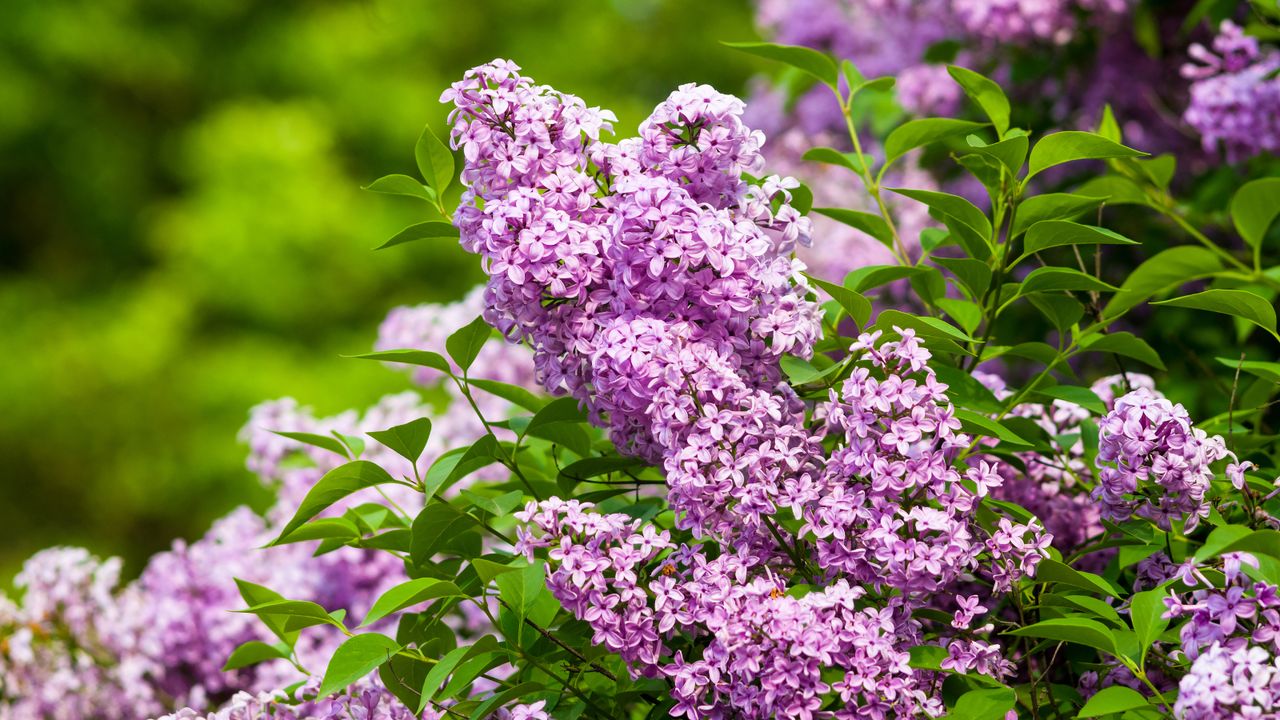 How To Grow Lilacs For Years Of Fragrant Spring Flowers | Gardening ...