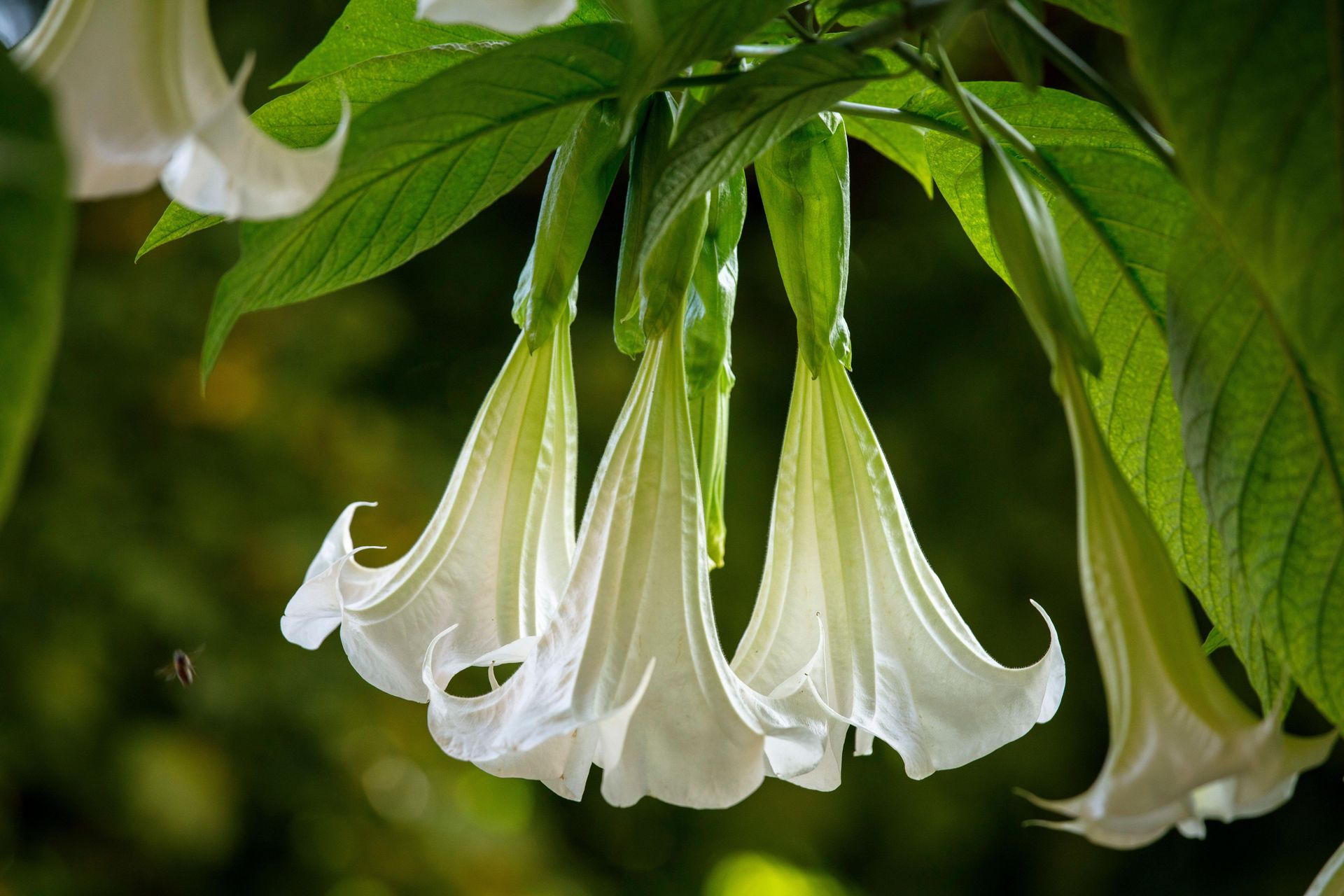11 "Moon Garden Plants" That Look Amazing After Dark | Livingetc