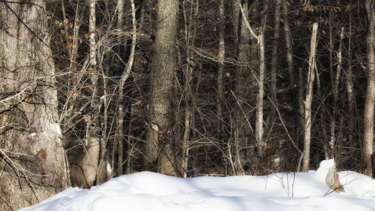 Camouflaged animals are hiding in every one of these photos — can you ...