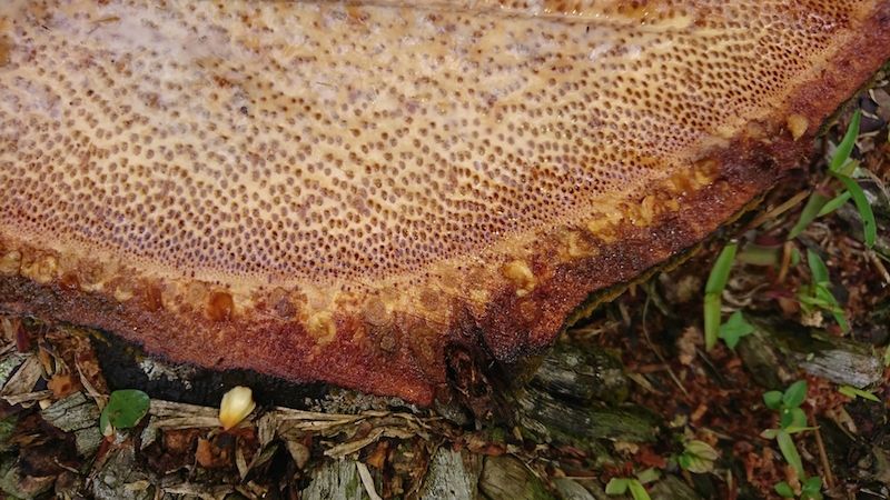 How do palm trees withstand hurricanes? | Live Science