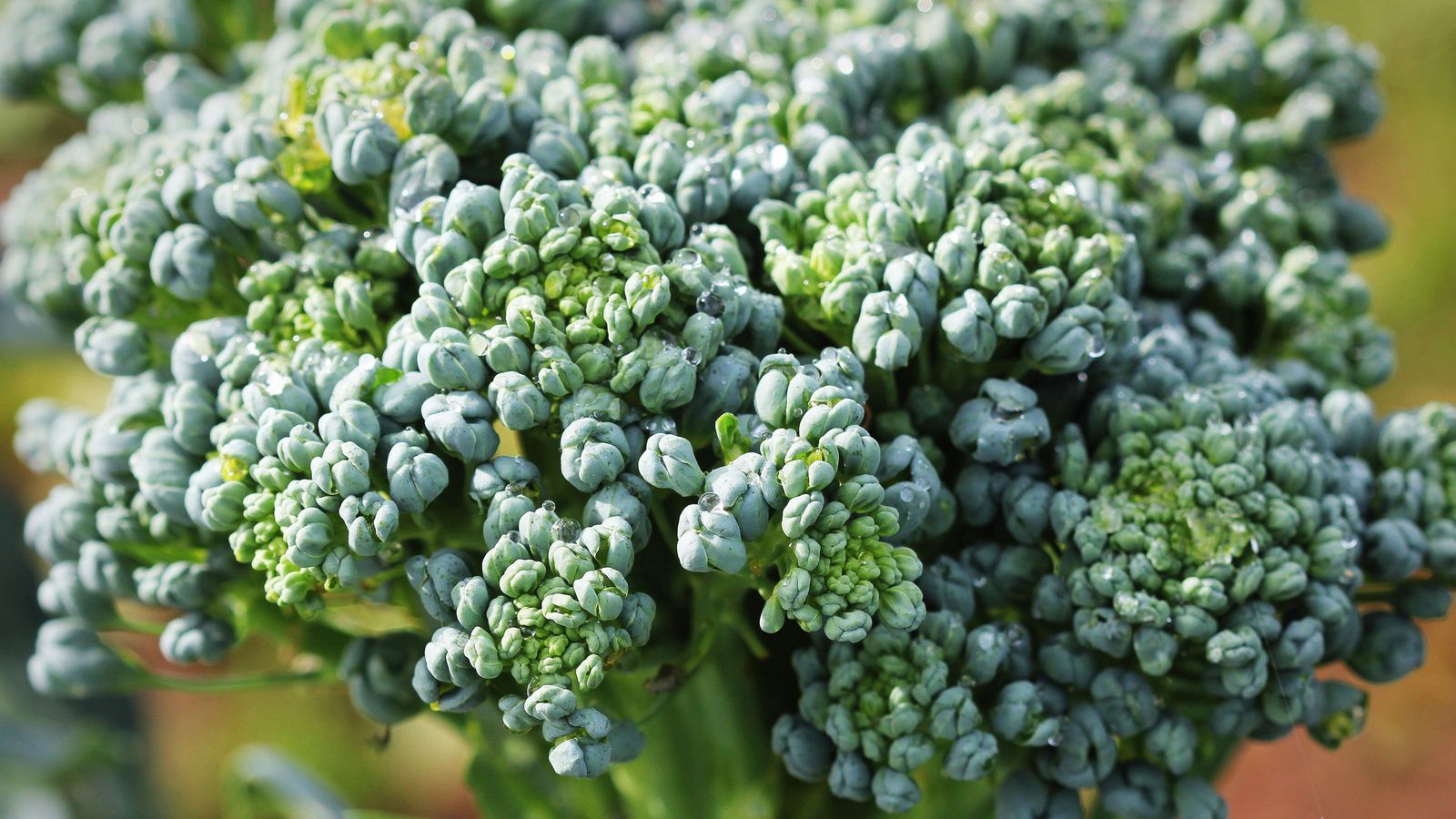 How to grow calabrese: our green broccoli planting guide | Gardeningetc