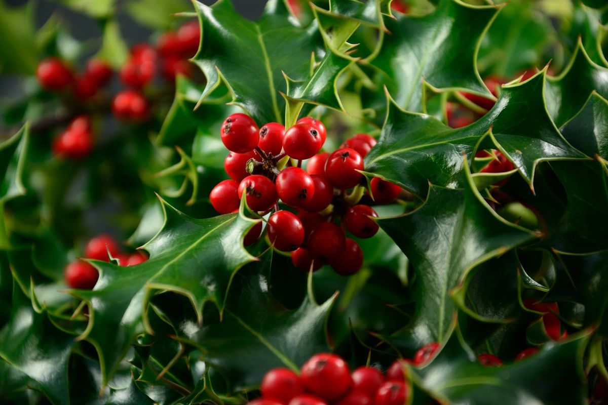 Holly Varieties - What Are Some Different Types Of Hollies | Gardening ...