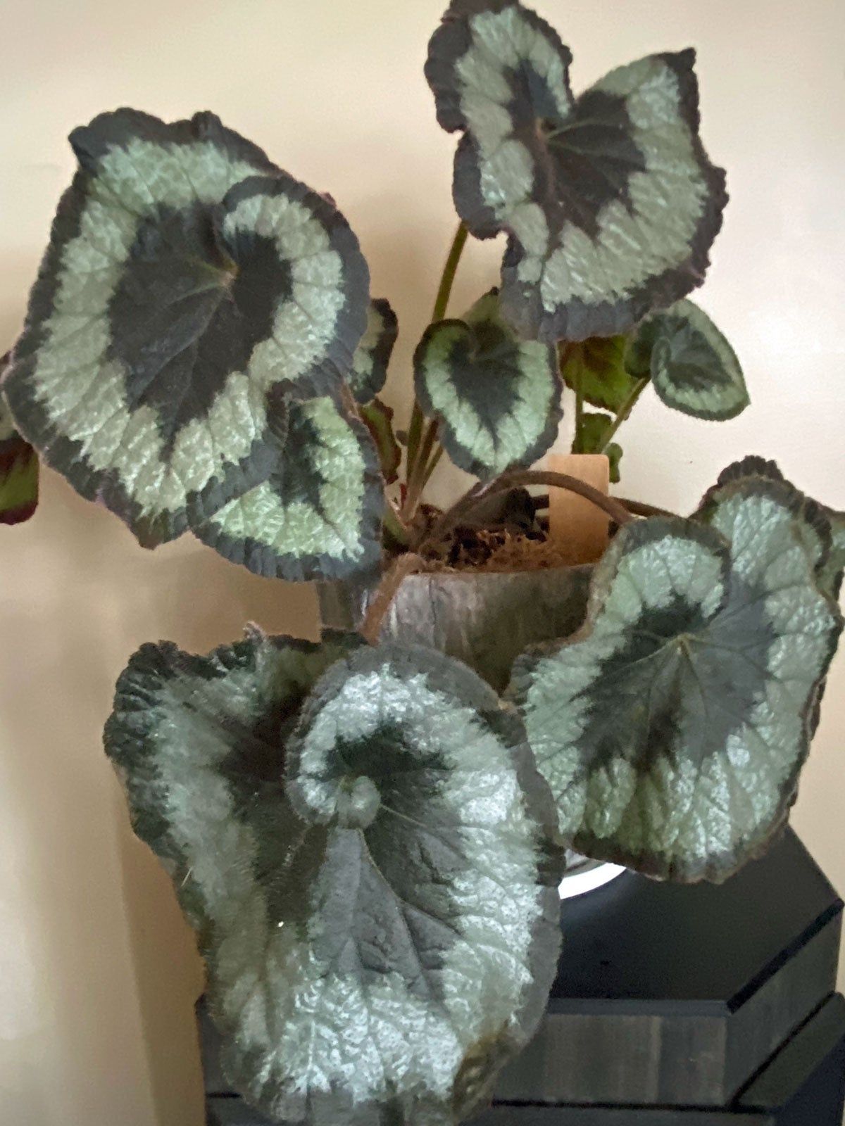 Plant Subscription Gifts For Gardeners - ‘My Garden Box’ Review ...