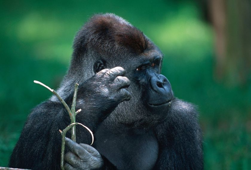 50 of the most endangered species on the planet | Live Science