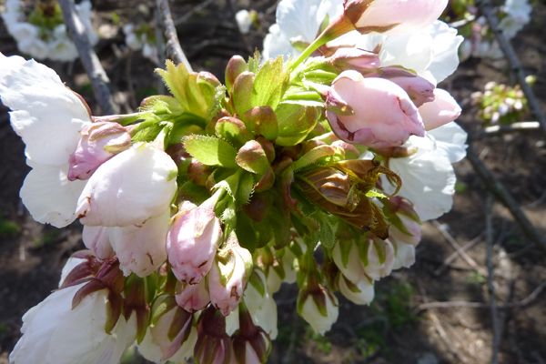 Photos: Stages of Cherry Blossom Blooms | Flower Photos | Live Science