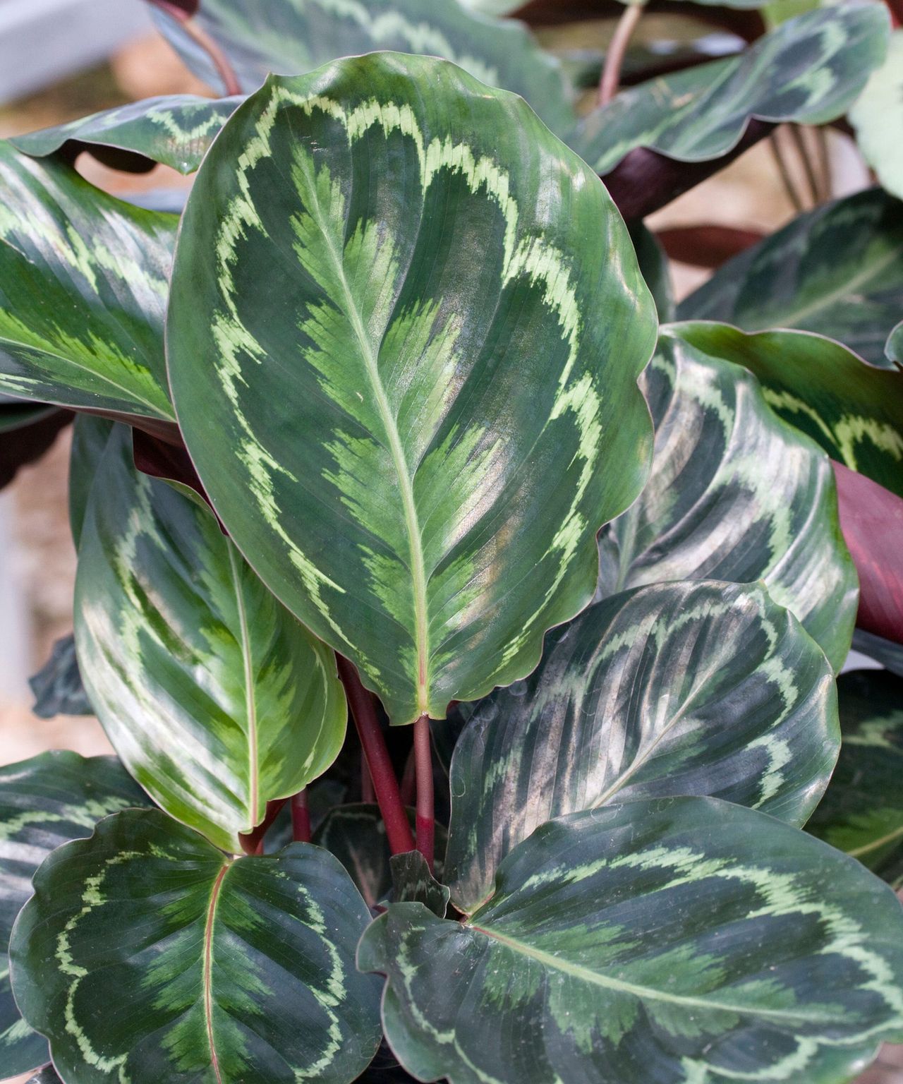 Best calathea varieties: 5 expert picks and care tips | Homes and Gardens