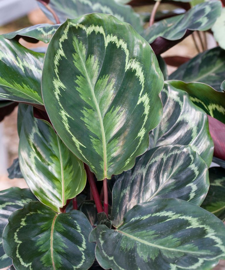 Best calathea varieties: 5 expert picks and care tips | Homes and Gardens