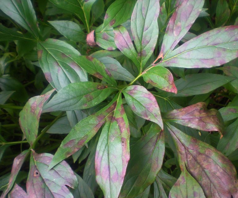 Peony pests and problems: expert advice for better blooms | Homes and ...