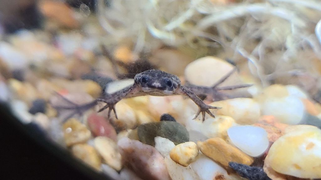 32 non-fish aquarium pets worth checking out for your tank | PetsRadar