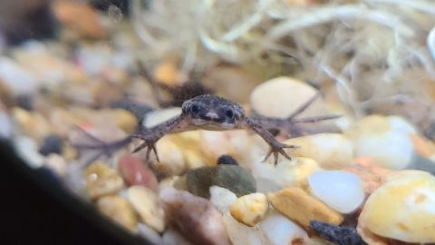 32 non-fish aquarium pets worth checking out for your tank | PetsRadar