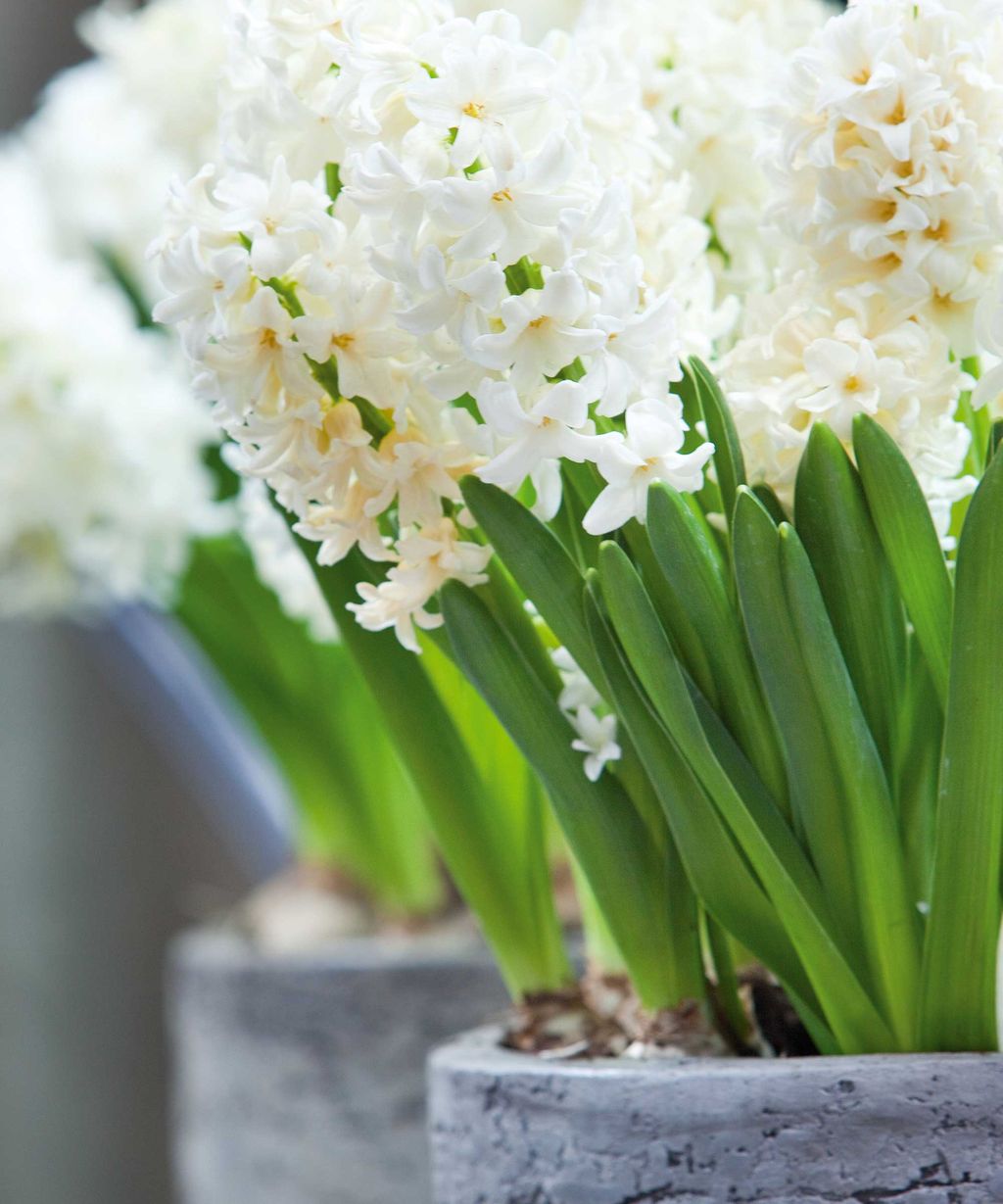 How and when to plant hyacinth bulbs: easy tips for a gorgeous spring ...