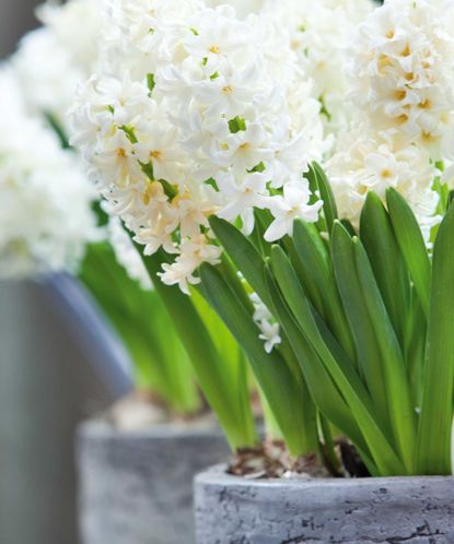 How and when to plant hyacinth bulbs: easy tips for a gorgeous spring ...