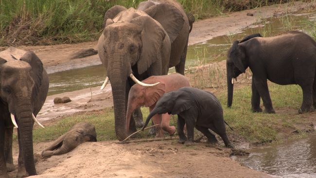 Watch a rare pink albino elephant baby playing by a waterhole in adorable footage | Live Science