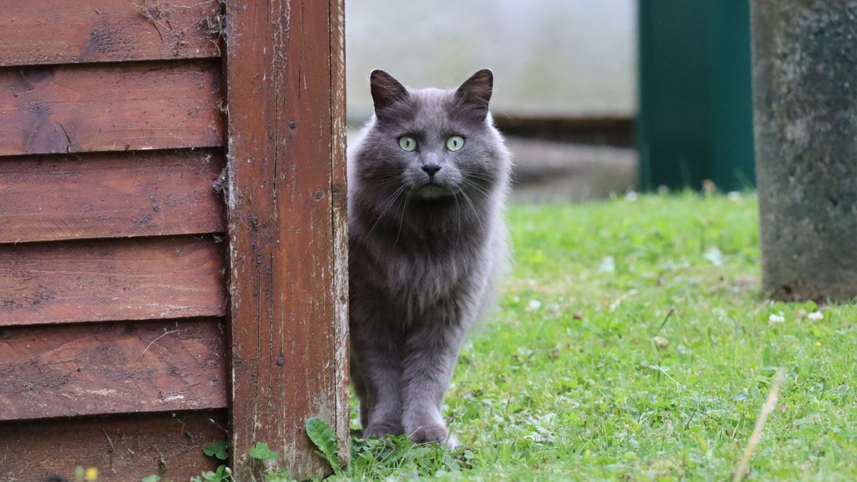 32 types of show-breed cats | PetsRadar