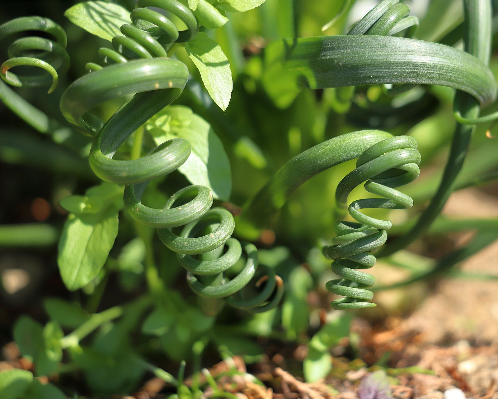 How to care for a frizzle sizzle plant: 3 expert tips | Homes and Gardens