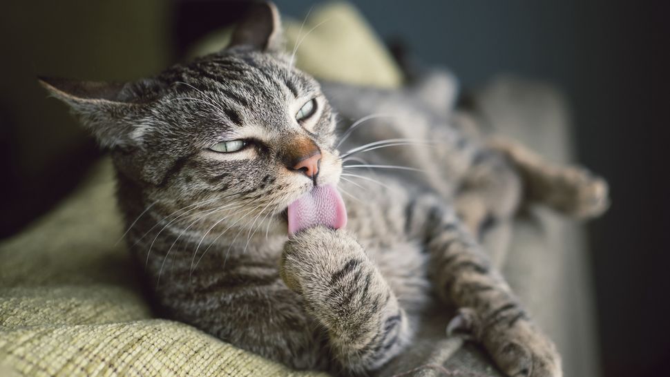 32 funny things cats do | PetsRadar