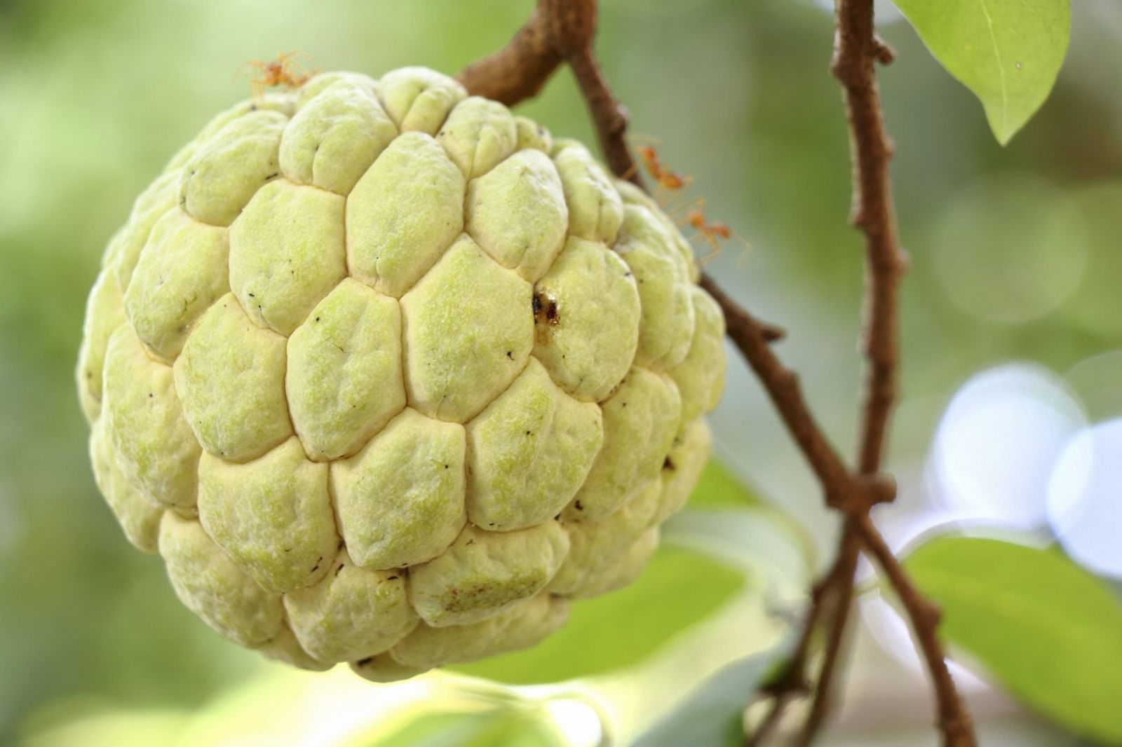 Sugar Apple Information - Learn About Growing Sugar Apple Trees ...