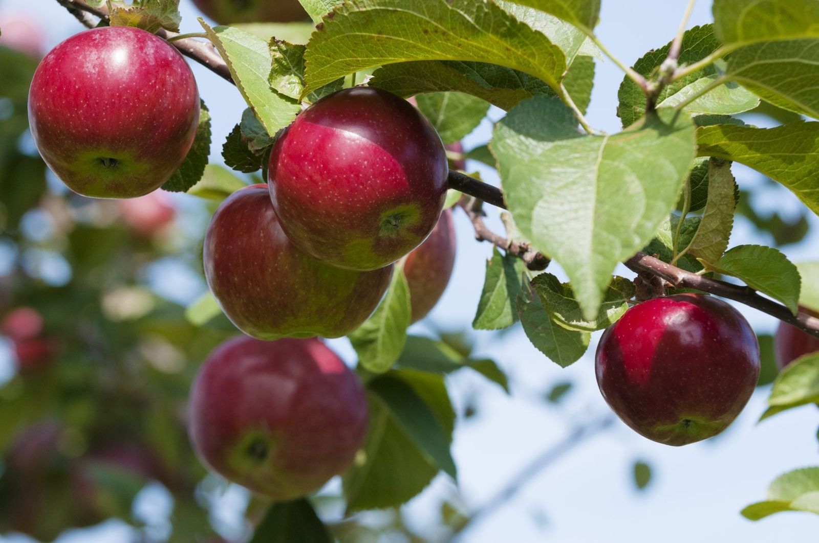 Fertilizing Apple Trees In The Garden: Learn About Fertilizer For ...