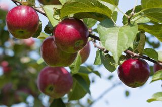 Apple tree fertilizer store
