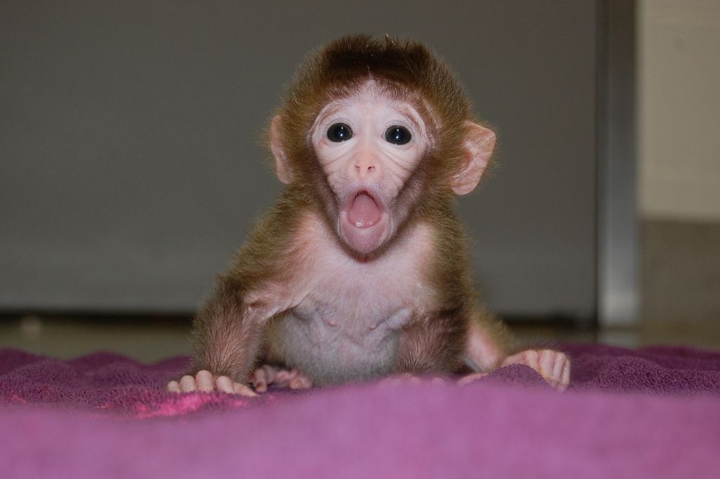 Precious Primates: Images of Chimeric Monkeys | Live Science