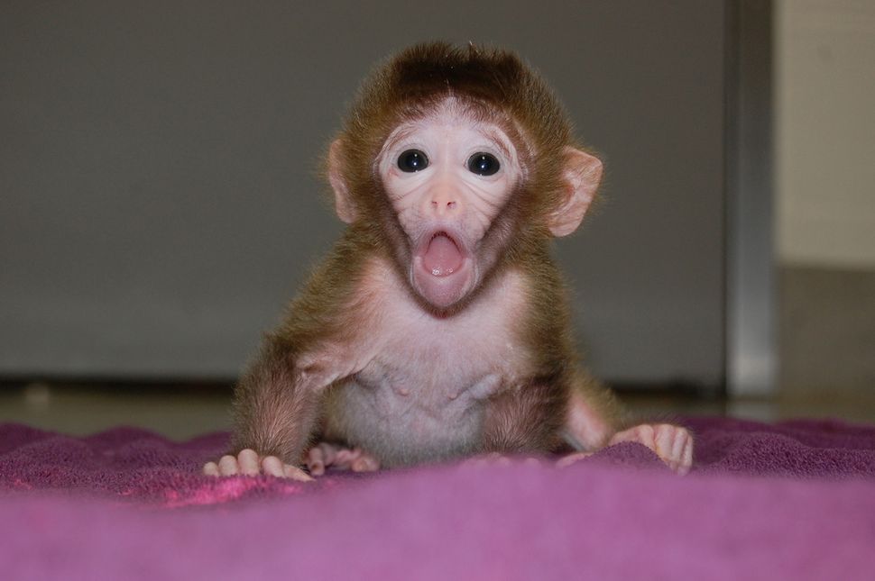 Precious Primates: Images of Chimeric Monkeys | Live Science