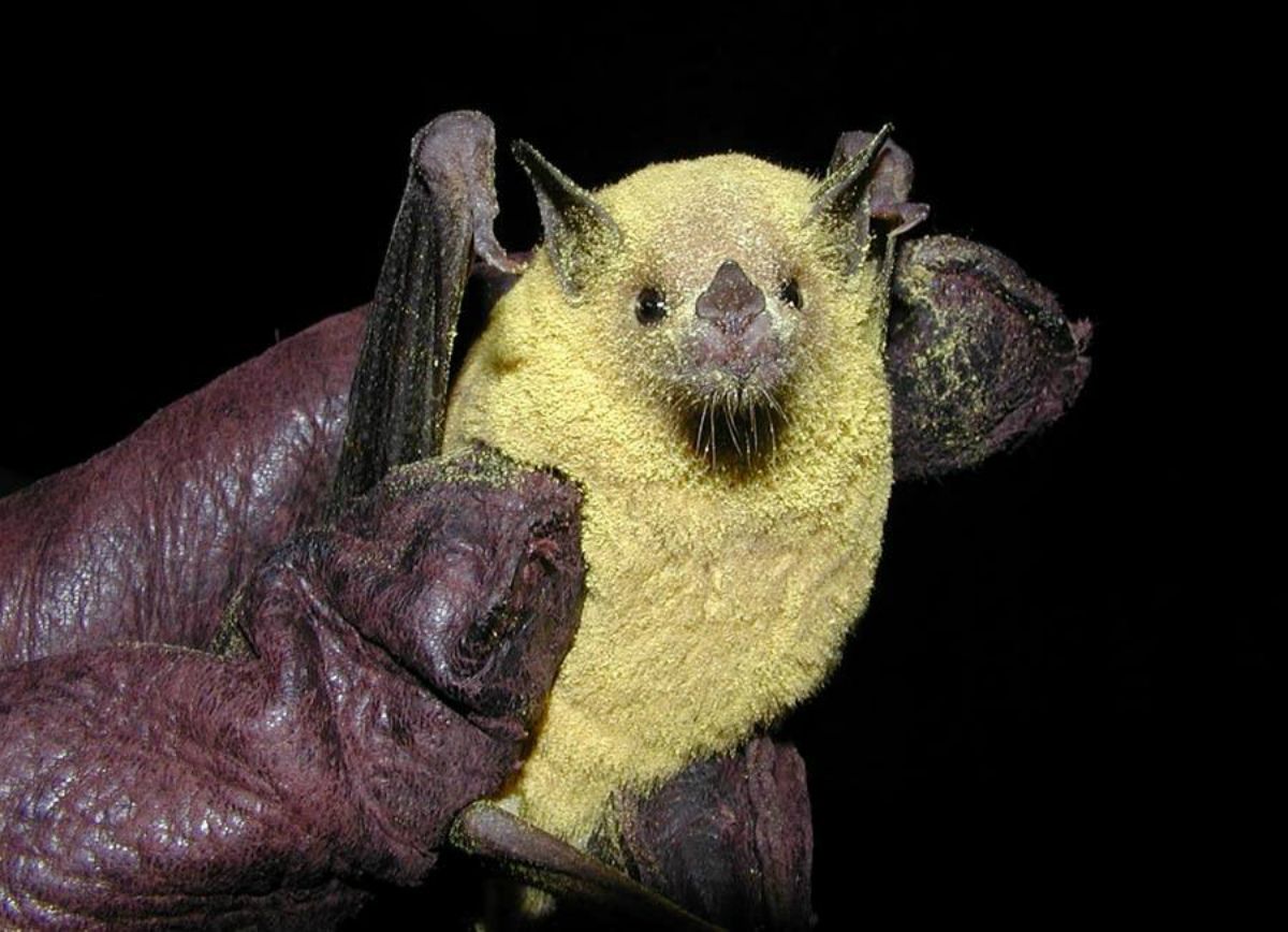 In Photos: The Eerily Beautiful Bats of Arizona: Page 2 | Live Science