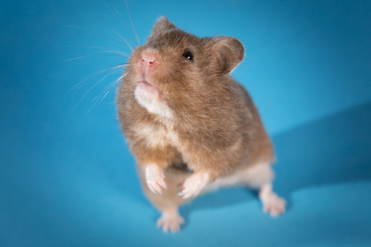 Home photography ideas: How to take great photos of hamsters | Digital ...