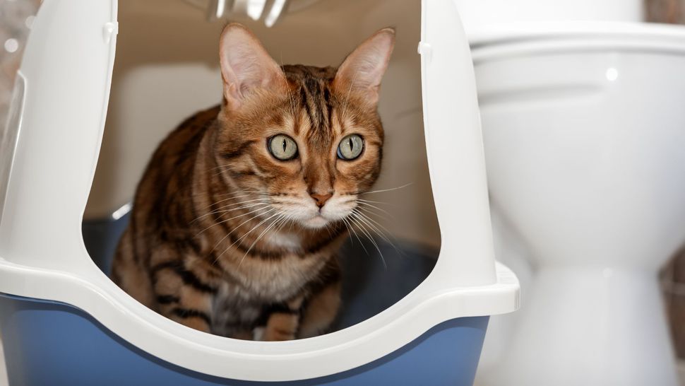 Why is my cat pooping outside the litter box? A vet's guide | PetsRadar