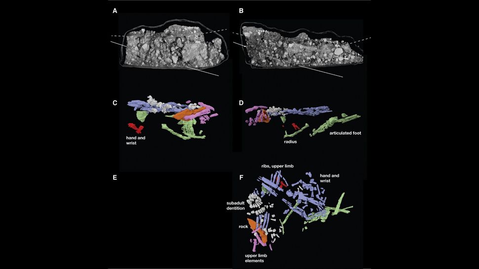 A 'landmark finding': Homo naledi buried their dead 250,000 years ago ...