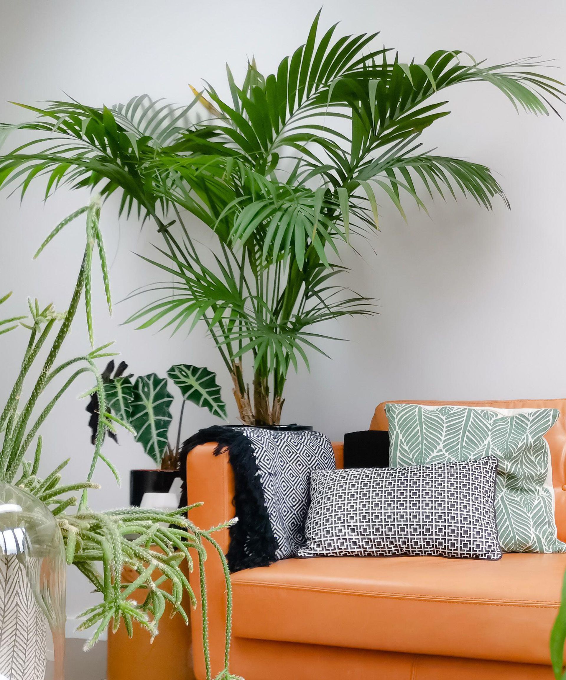 Zodiac houseplants: 12 plants for the 12 star signs | Homes and Gardens