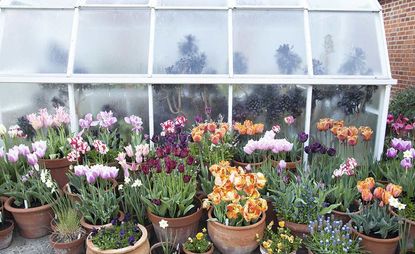 Spring gardening – 12 tips to get your plot ready for planting and the ...