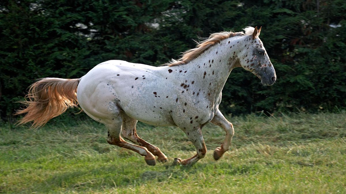 Bluffer’s guide to horse colors | PetsRadar