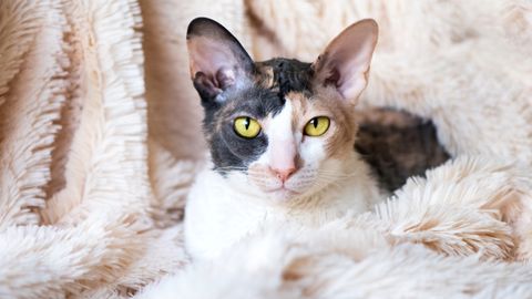 Shorthaired cat breeds that don't require daily grooming | PetsRadar