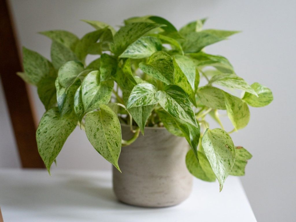 Best Variegated Pothos Varieties To Grow Indoors | Gardening Know How