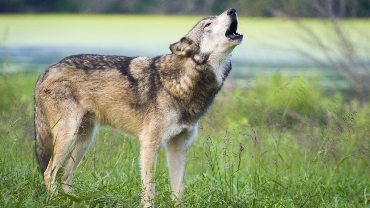 How related are dire wolves and gray wolves? The answer might surprise ...
