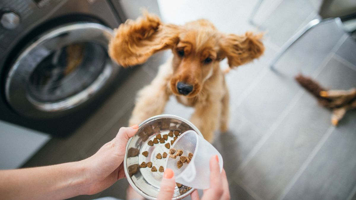 32 reasons dogs make the best companions | PetsRadar