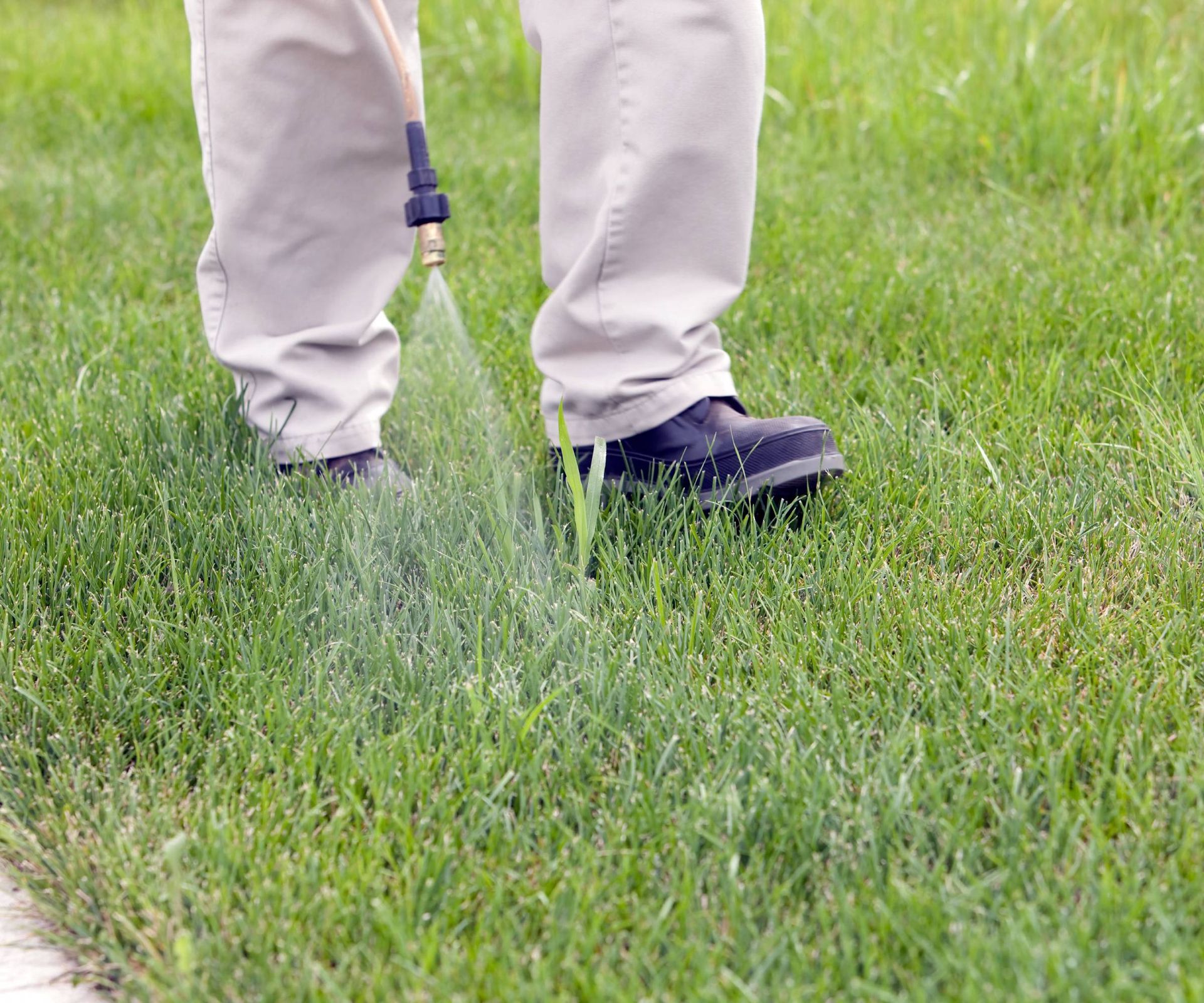 Iron-Based Herbicides: Kill Weeds and Green Your Lawn | Gardening Know How
