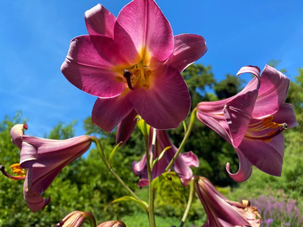 Growing Tree Lilies In Pots - How To Grow Tree Lilies In Containers ...