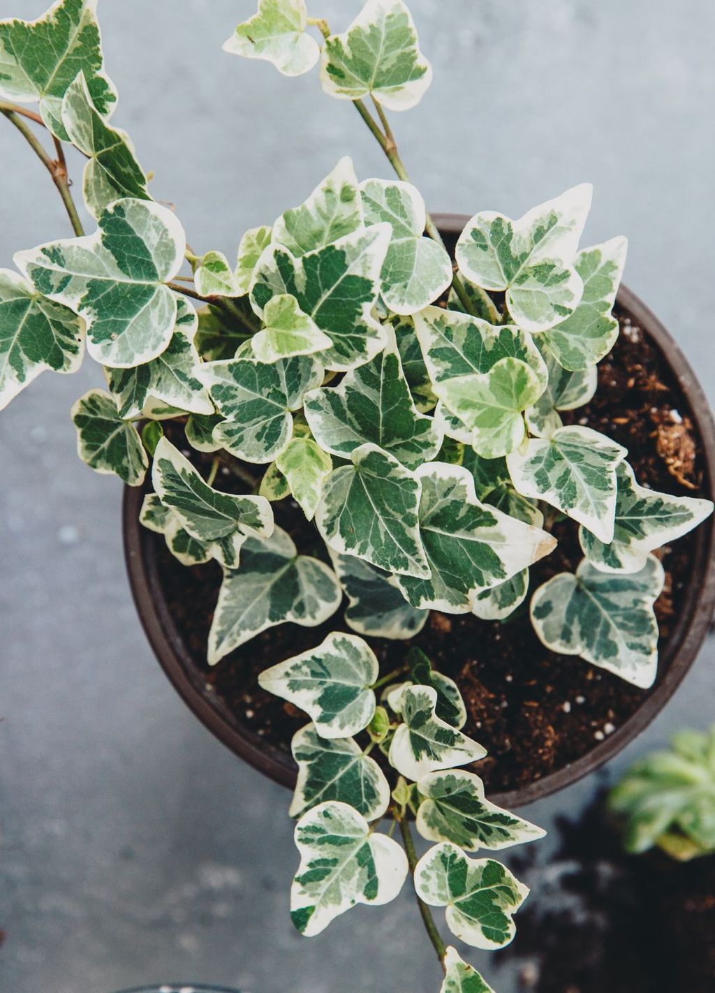 5 of the best houseplants for homes with low light - from leafy palms ...