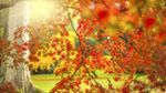What's your birth month tree? All 13 explained | Homes and Gardens