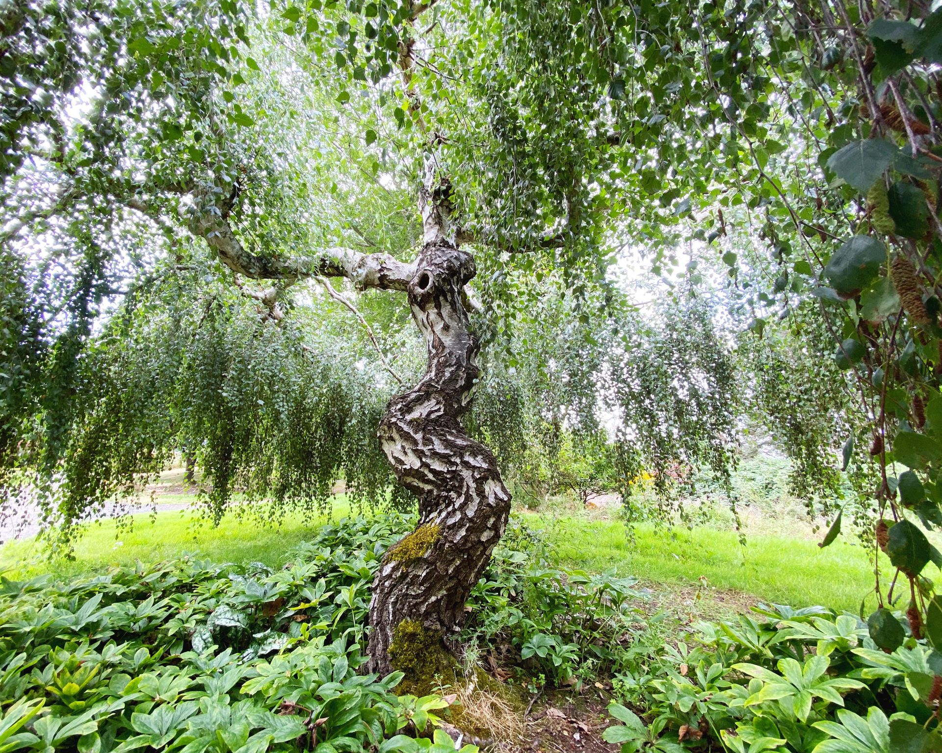 Birch trees care and growing guide: expert gardening tips | Gardeningetc