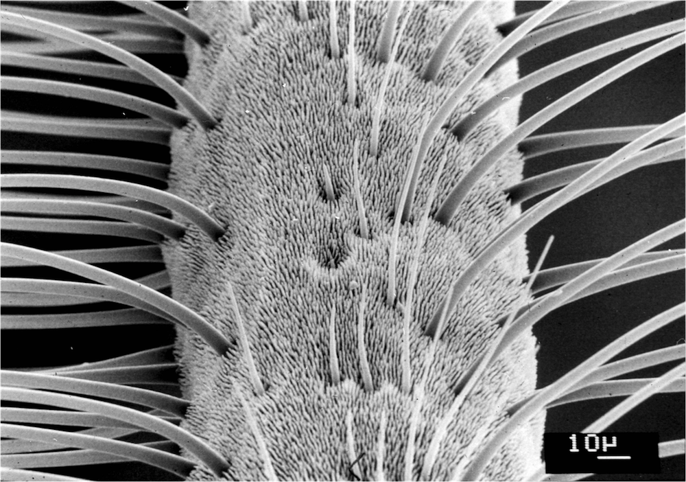 Magnificent Microphotography: 50 Tiny Wonders: Page 5 | Live Science