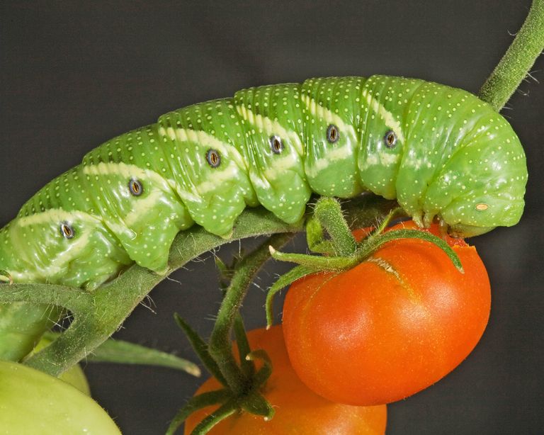 How To Get Rid Of Tomato Hornworms: 5 Natural Solutions | Gardening Know How