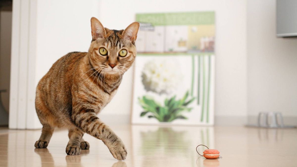 How to play with a cat the right way | PetsRadar
