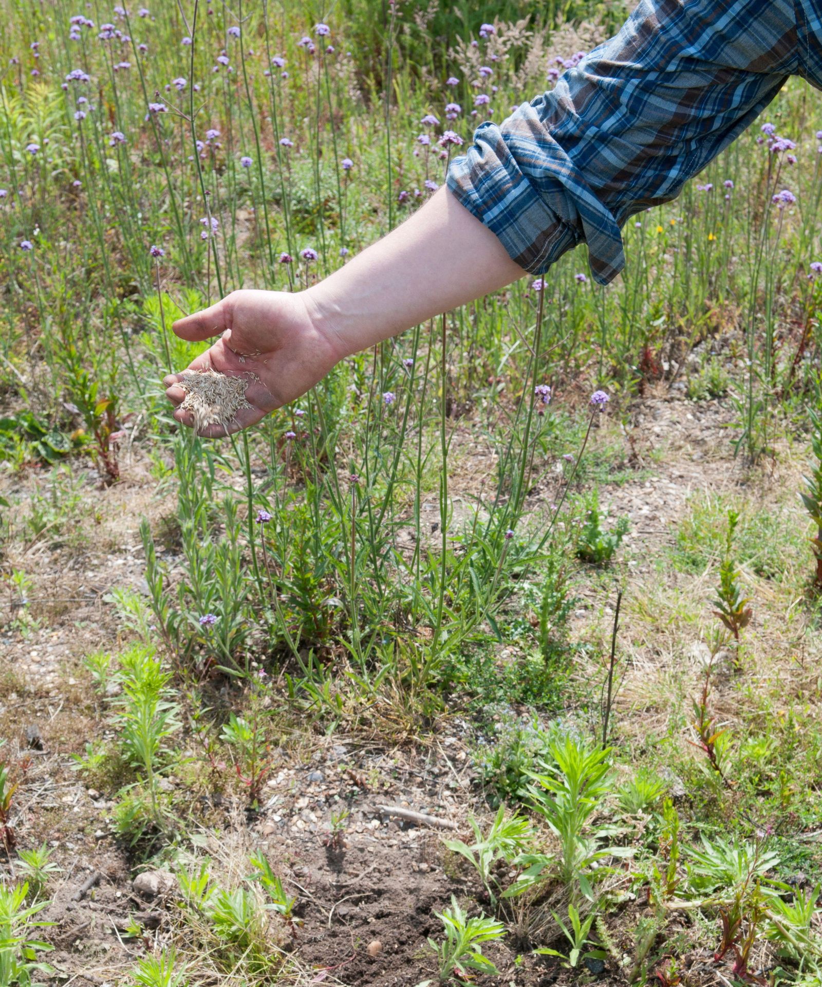 How to care for native grasses | Homes and Gardens