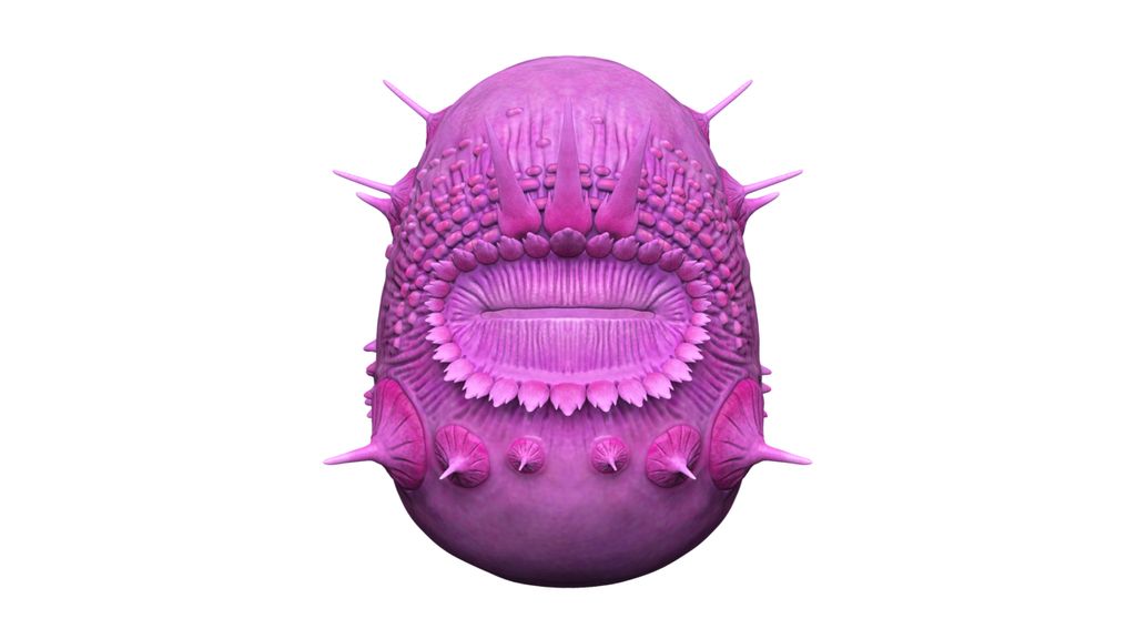 Wrinkly 'sac' with no anus probably isn't humans' earliest ancestor ...